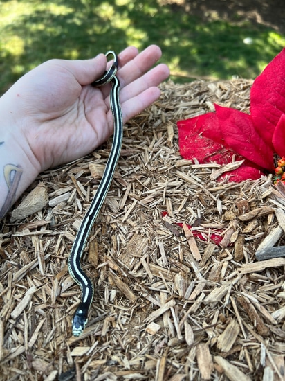 Striped California Kingsnake by Maz Morphs