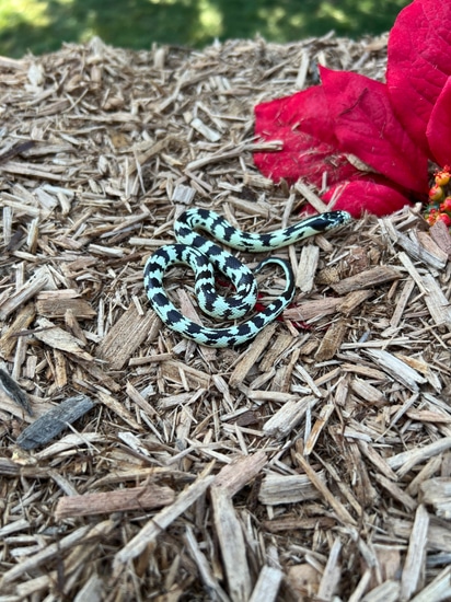 Aberrant California Kingsnake by Maz Morphs