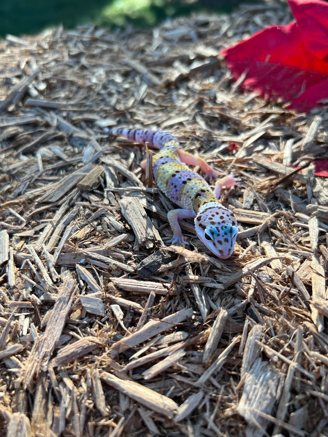 Hypo Leopard Gecko by Maz Morphs - MorphMarket