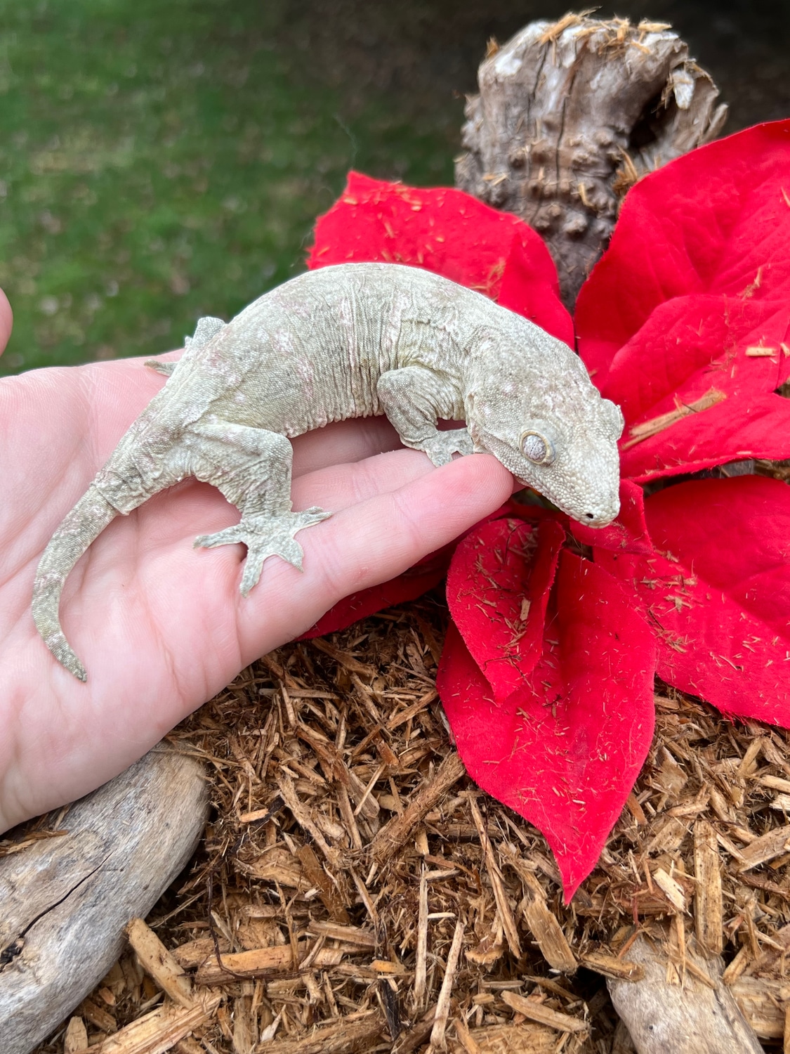 Pure Moro Leachianus Gecko by Maz Morphs - MorphMarket
