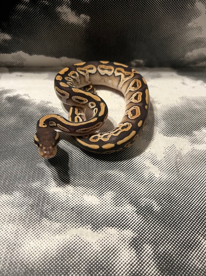 Black Pastel Mojave Ball Python by Maz Morphs
