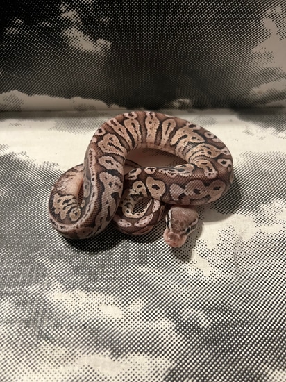 Black Pewter Ball Python by Maz Morphs