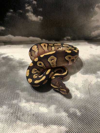 Phantom Ball Python by Maz Morphs