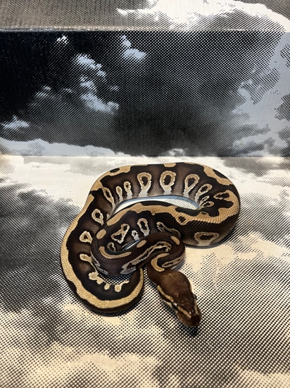 Leopard Mojave Ball Python by Maz Morphs