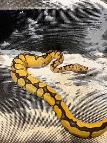 Firefly Yellowbelly Clown Ball Python by Maz Morphs