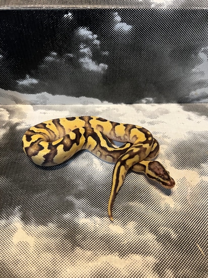Firefly Asphalt Or Yellowbelly Ball Python by Maz Morphs