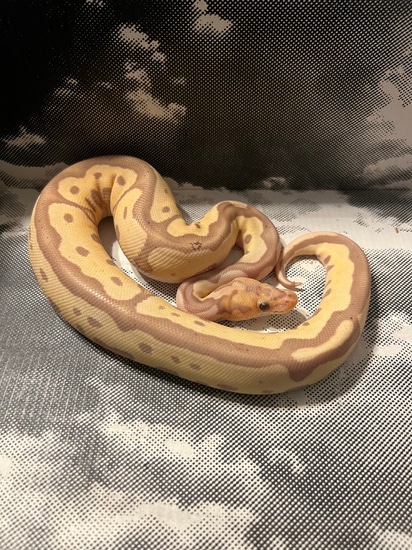 Pastel Banana Leopard Clown Ball Python by Maz Morphs