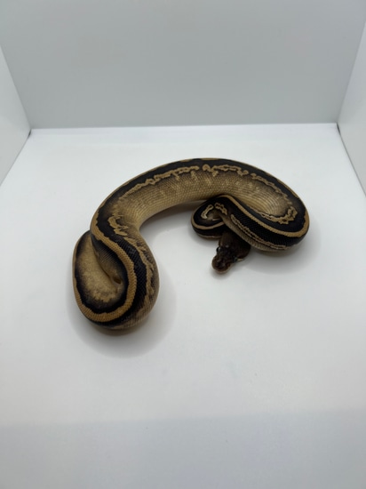 Black Pastel Leopard Mojave Ball Python by Maz Morphs