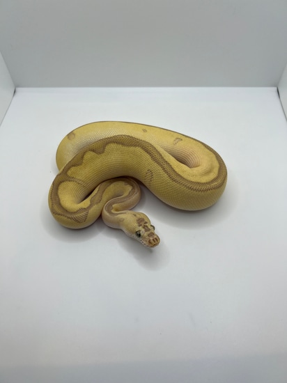 Pastel Leopard Lesser Enchi Clown Ball Python by Maz Morphs