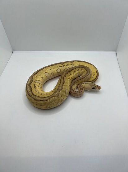 Pastel Leopard Lesser Clown Ball Python by Maz Morphs