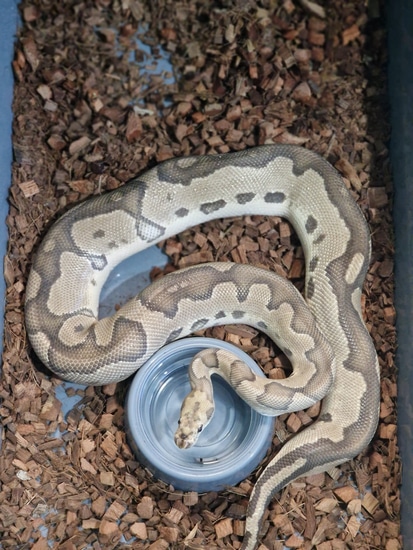 Fire Clown Ball Python by Berserker ball pythonz