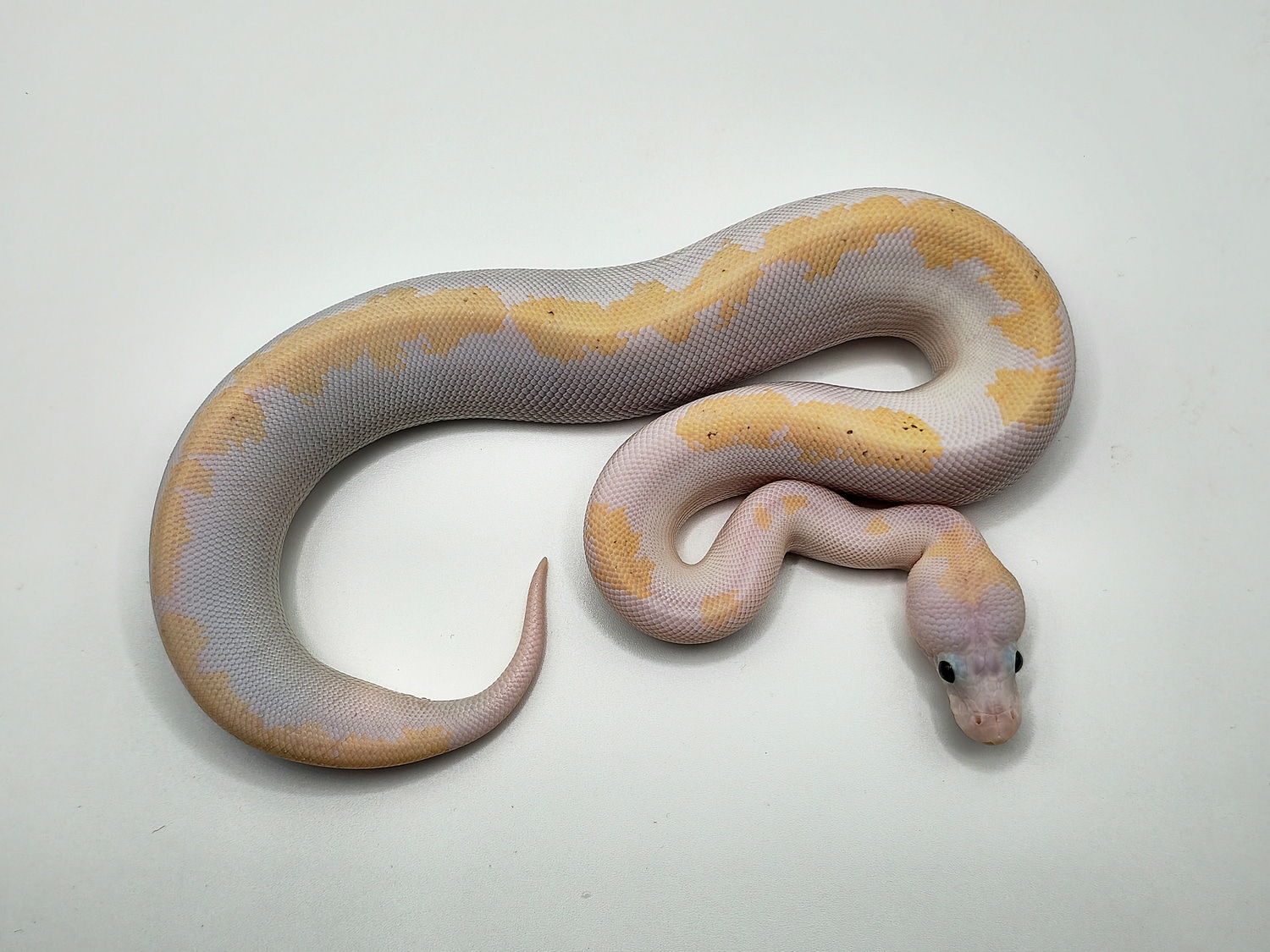 Berserker ball pythonz's Collection - MorphMarket