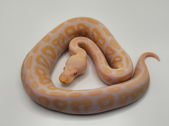 Cinnamon Albino Ball Python by Berserker ball pythonz