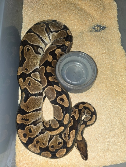 Het Albino Ball Python by Berserker ball pythonz
