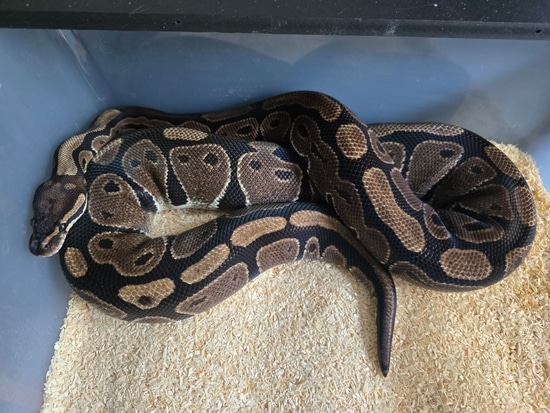 Normal Het Pied Pb Ball Python by Berserker ball pythonz