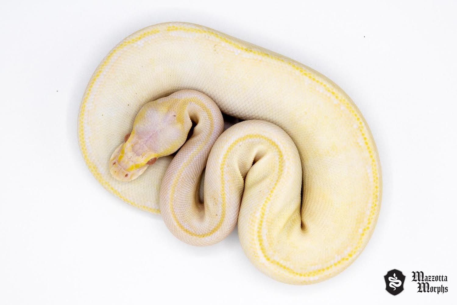 Albino Ivory Pastel Ball Python by Mazzotta Morphs - MorphMarket
