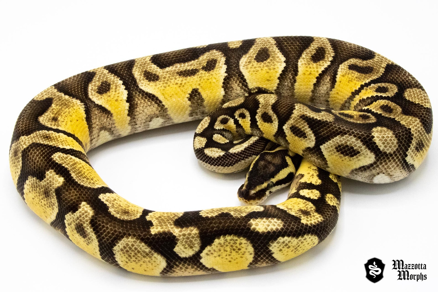 Enchi Pastel Yellow Belly Ball Python by Mazzotta Morphs - MorphMarket