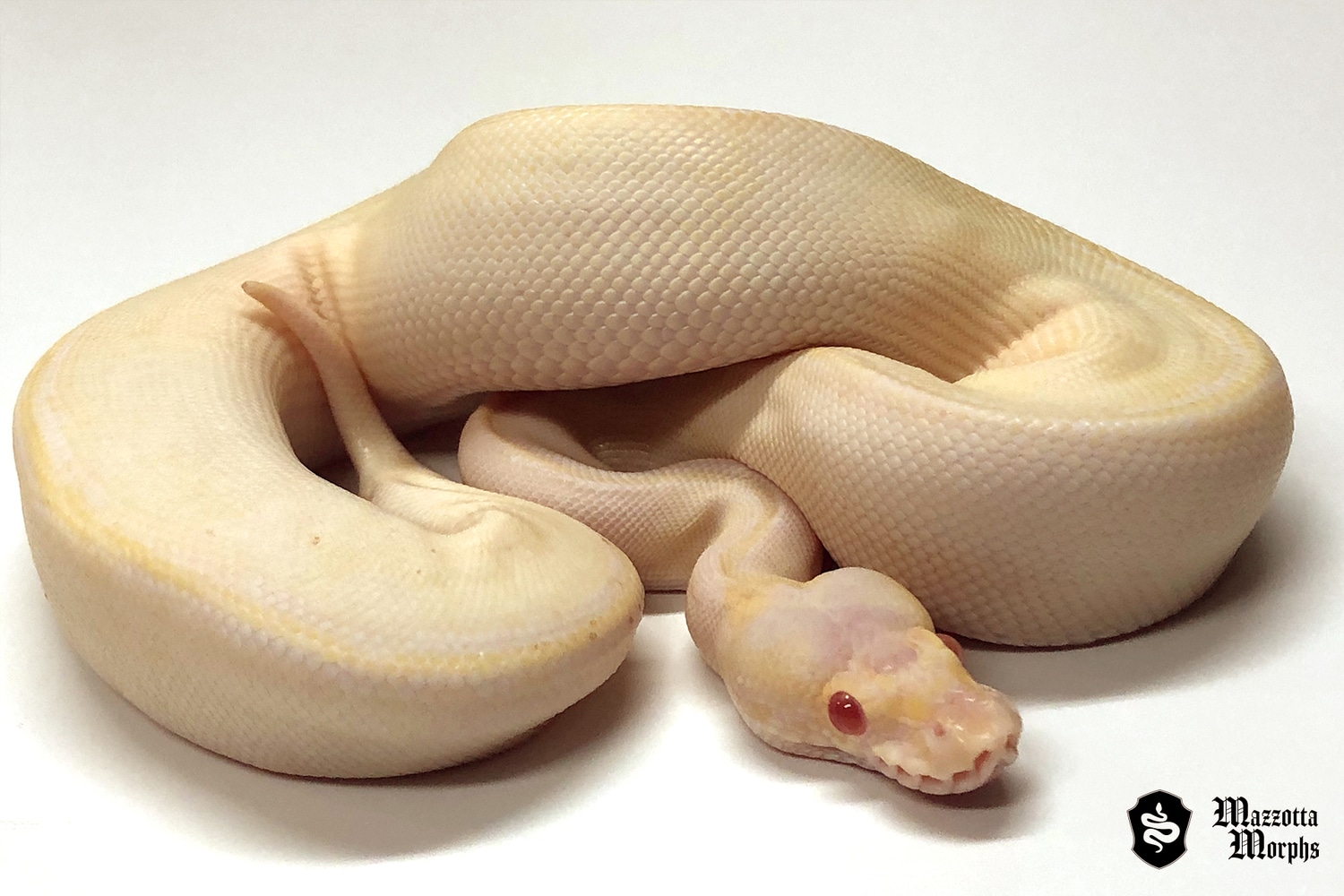 Albino Ivory Pastel Ball Python by Mazzotta Morphs - MorphMarket