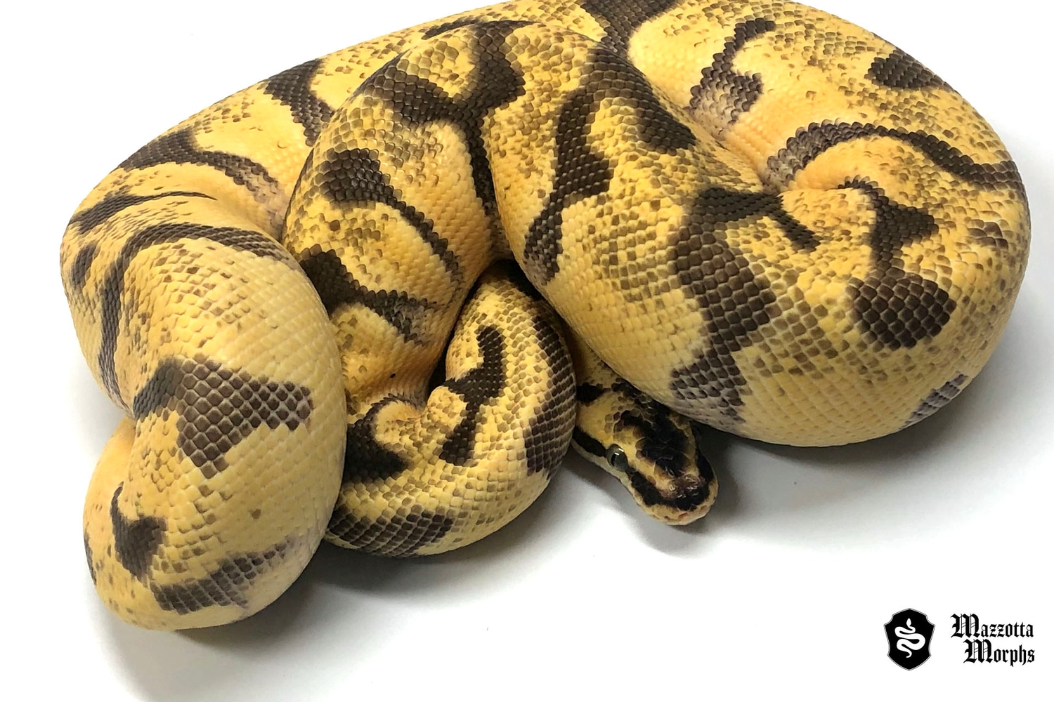 Super Pastel Super Enchi Ball Python by Mazzotta Morphs - MorphMarket
