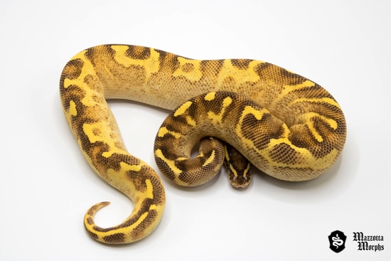 Leopard Highway Ball Python by Mazzotta Morphs