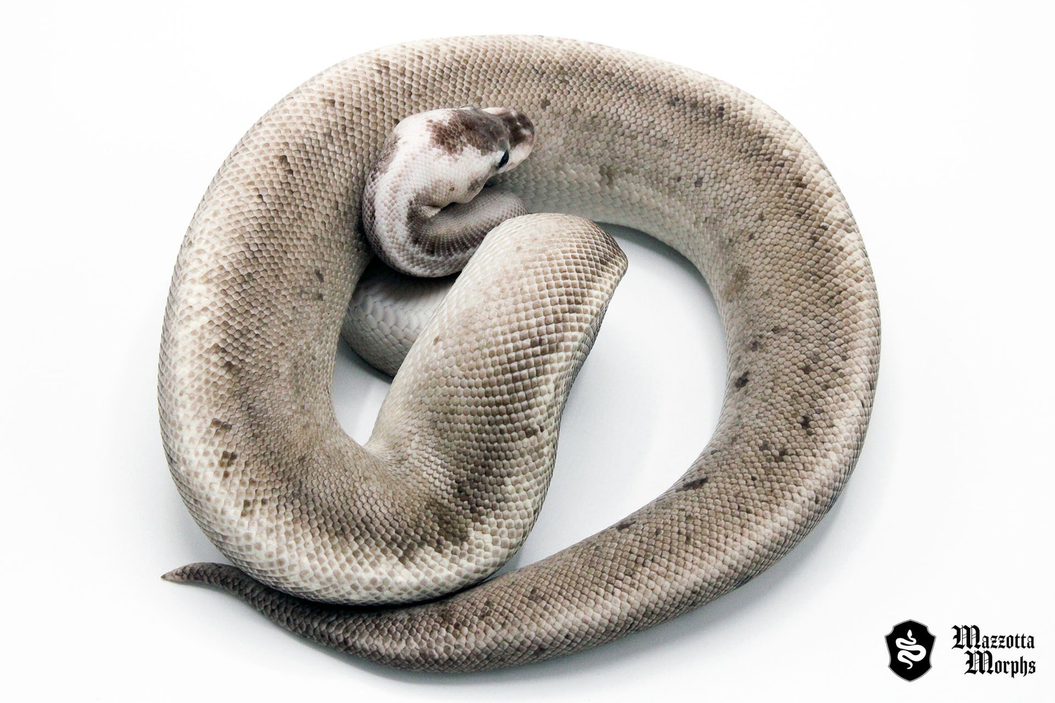 Super Black Pastel Super Vanilla Ball Python by Mazzotta Morphs ...