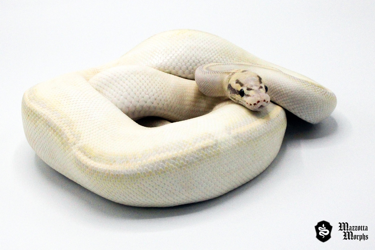 Pastel Highway Ball Python by Mazzotta Morphs - MorphMarket