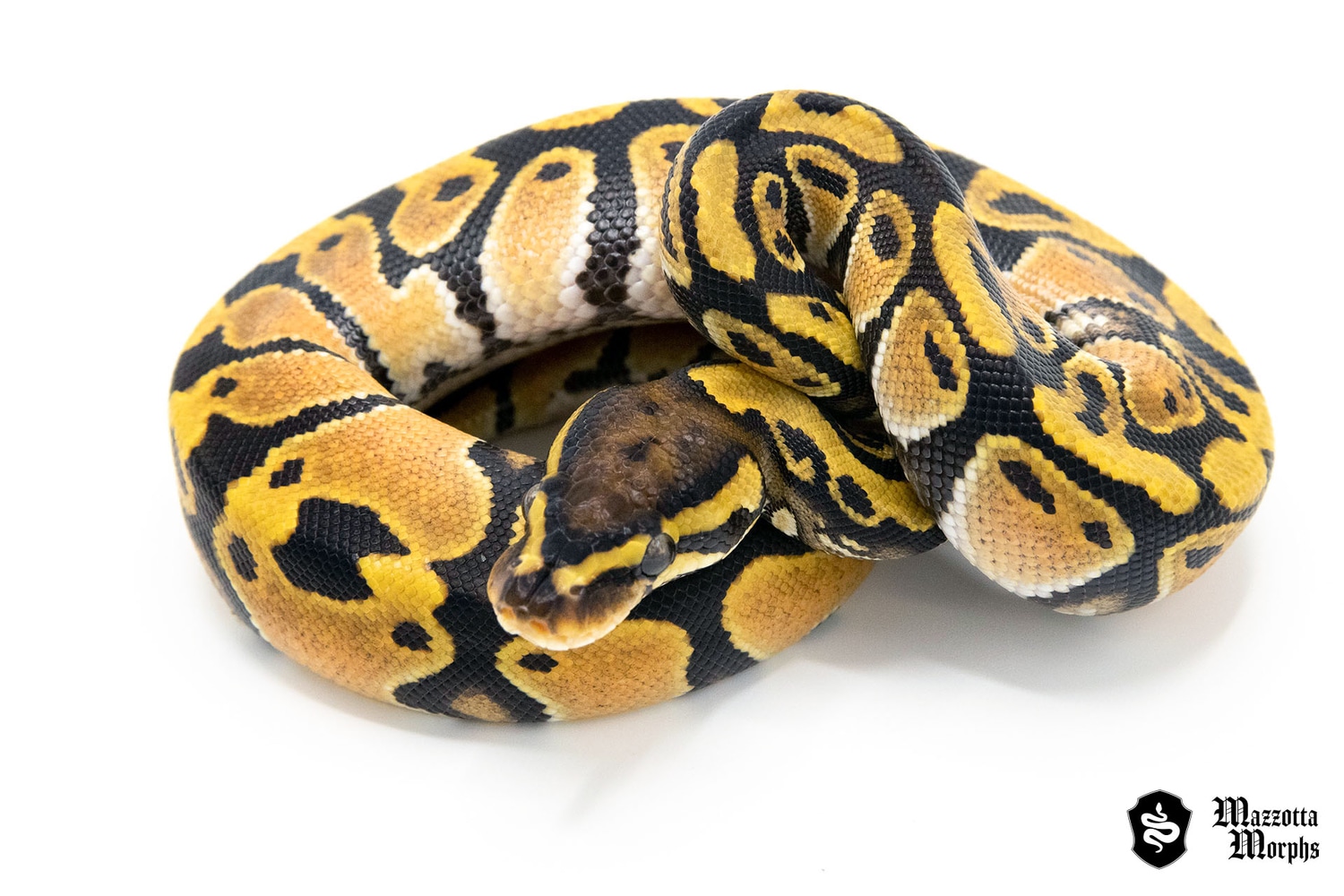 Orange Dream Het Orange Ghost Ball Python by Mazzotta Morphs - MorphMarket