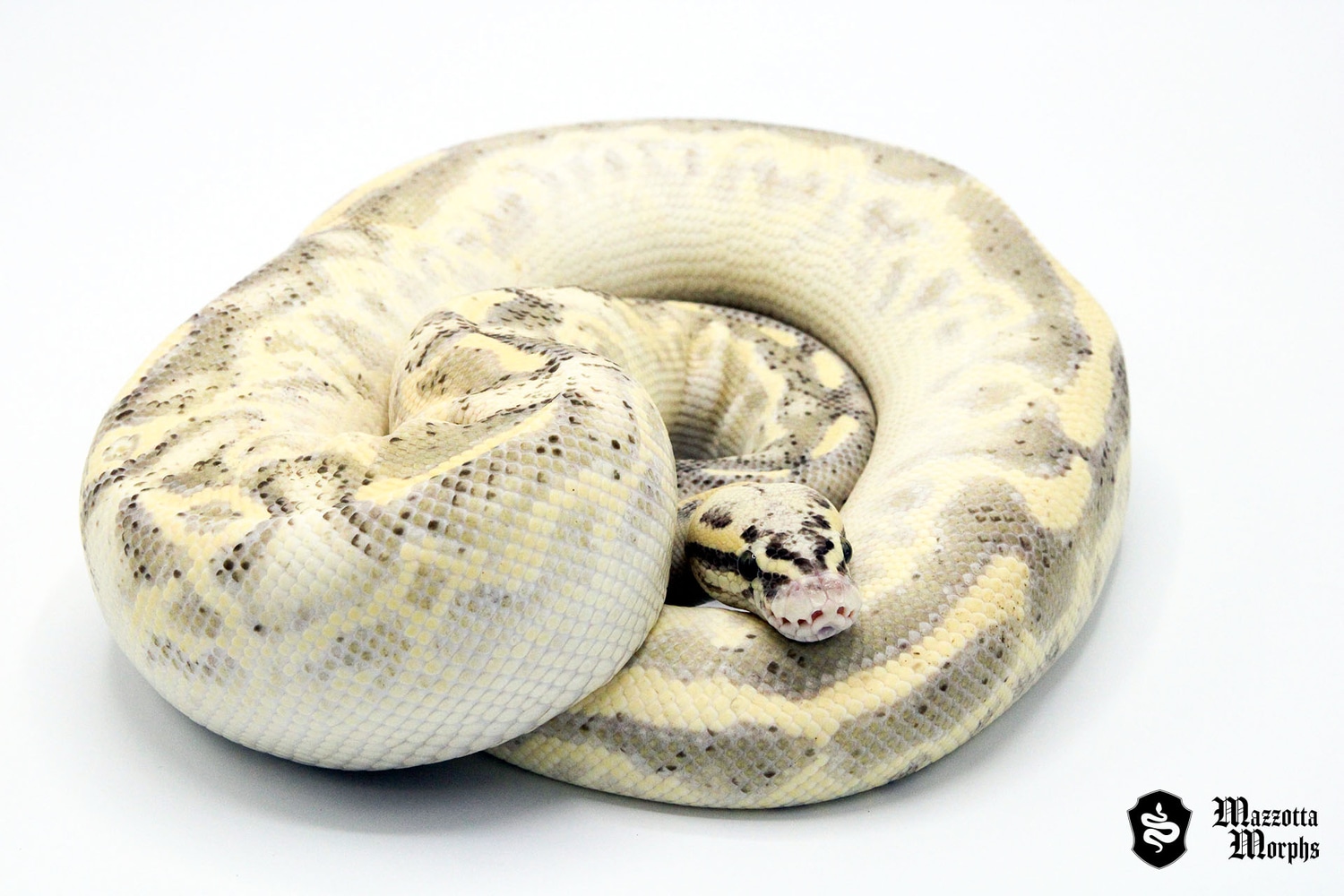 Pastel Leopard Highway Ball Python by Mazzotta Morphs - MorphMarket