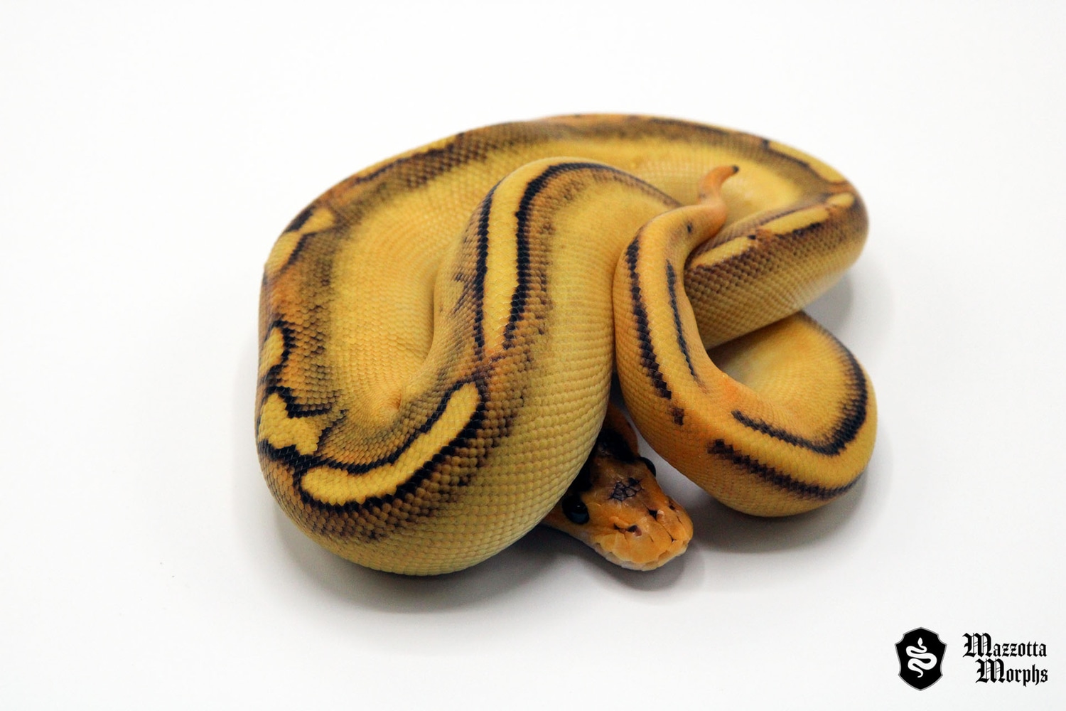 Super Orange Dream Champagne Gravel Ball Python by Mazzotta Morphs ...
