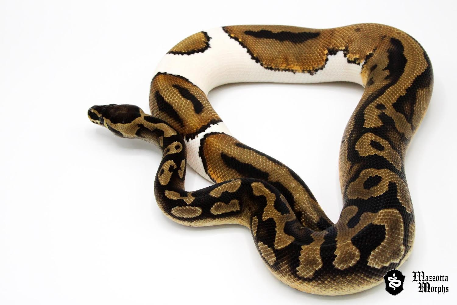 Piebald Ball Python by Mazzotta Morphs - MorphMarket