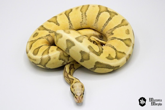 Super Vanilla Pastel Enchi Ghost Ball Python by Mazzotta Morphs