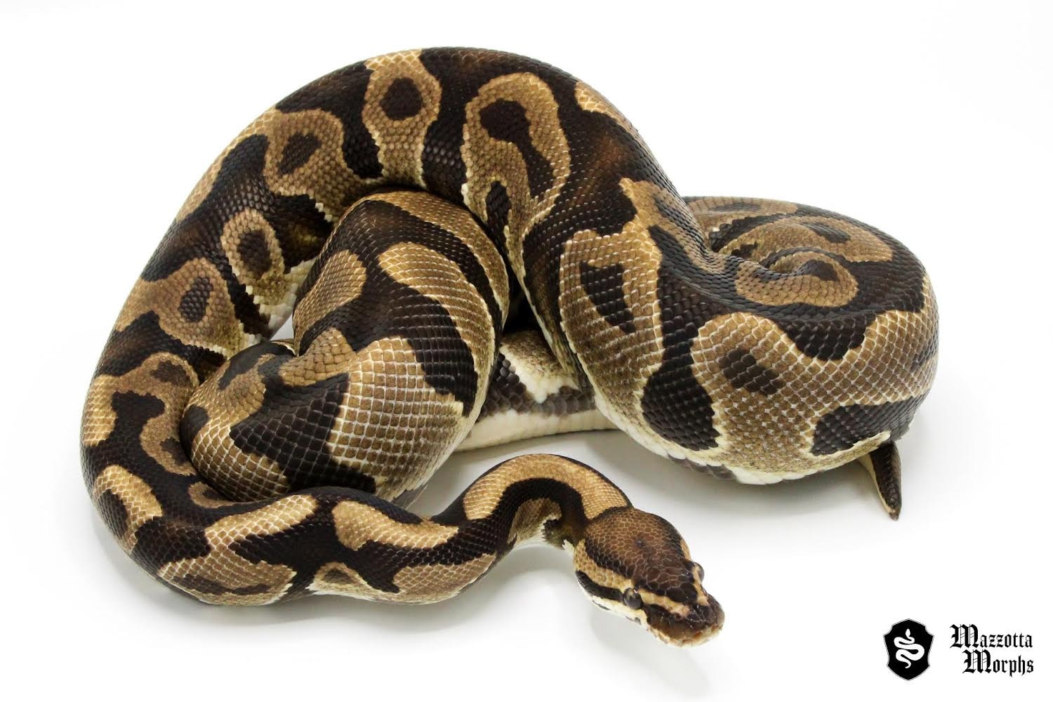 Leopard Yellow Belly Ball Python by Mazzotta Morphs - MorphMarket