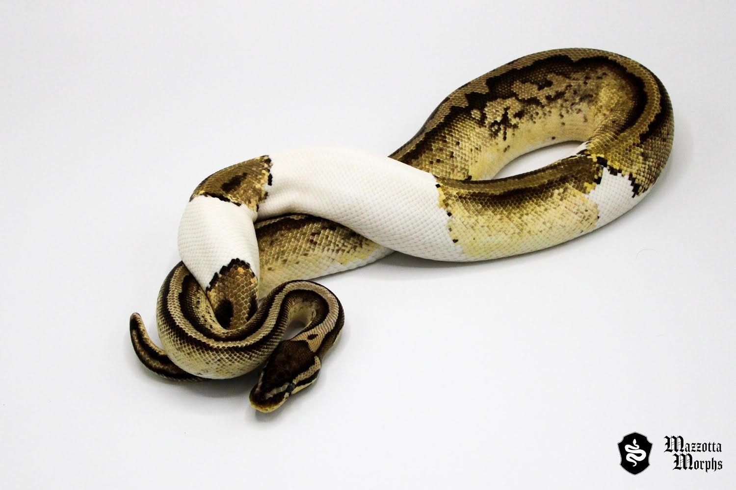 Pastel Pied Ball Python by Mazzotta Morphs - MorphMarket