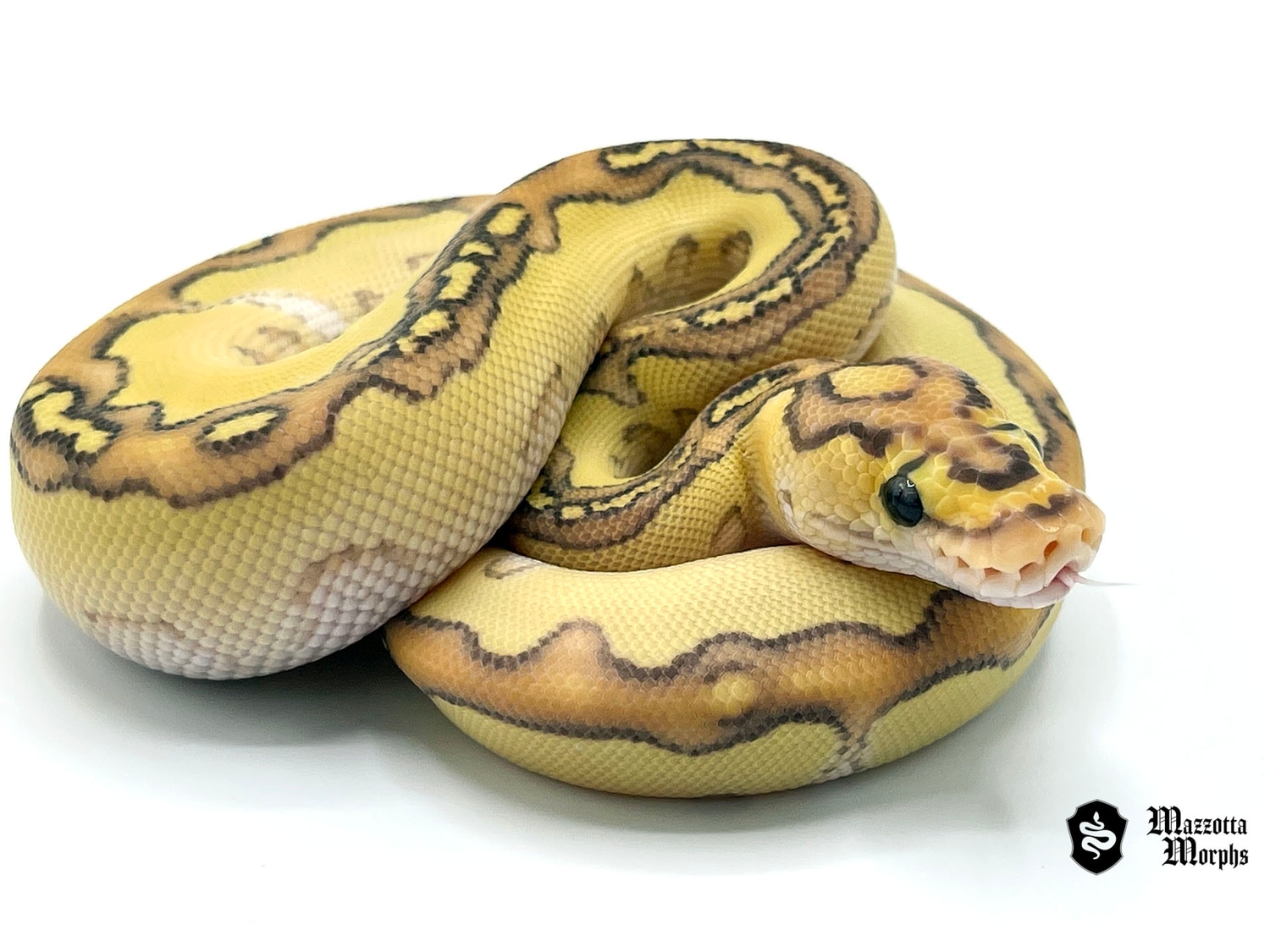 Lesser Blade Enchi Clown Ball Python by Mazzotta Morphs - MorphMarket