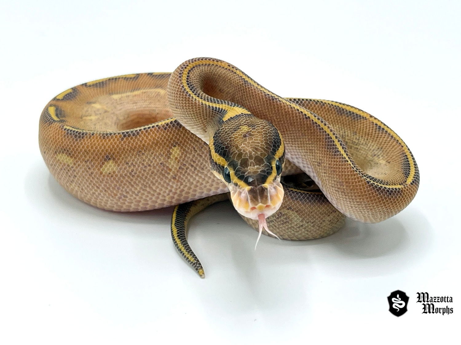 Highway Ball Python by Mazzotta Morphs - MorphMarket