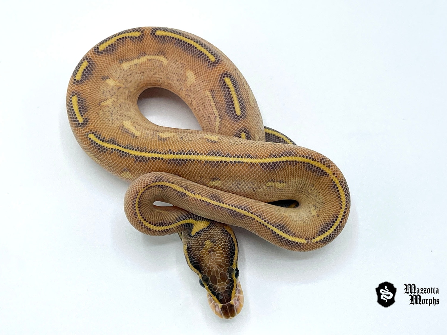Highway Ball Python by Mazzotta Morphs - MorphMarket