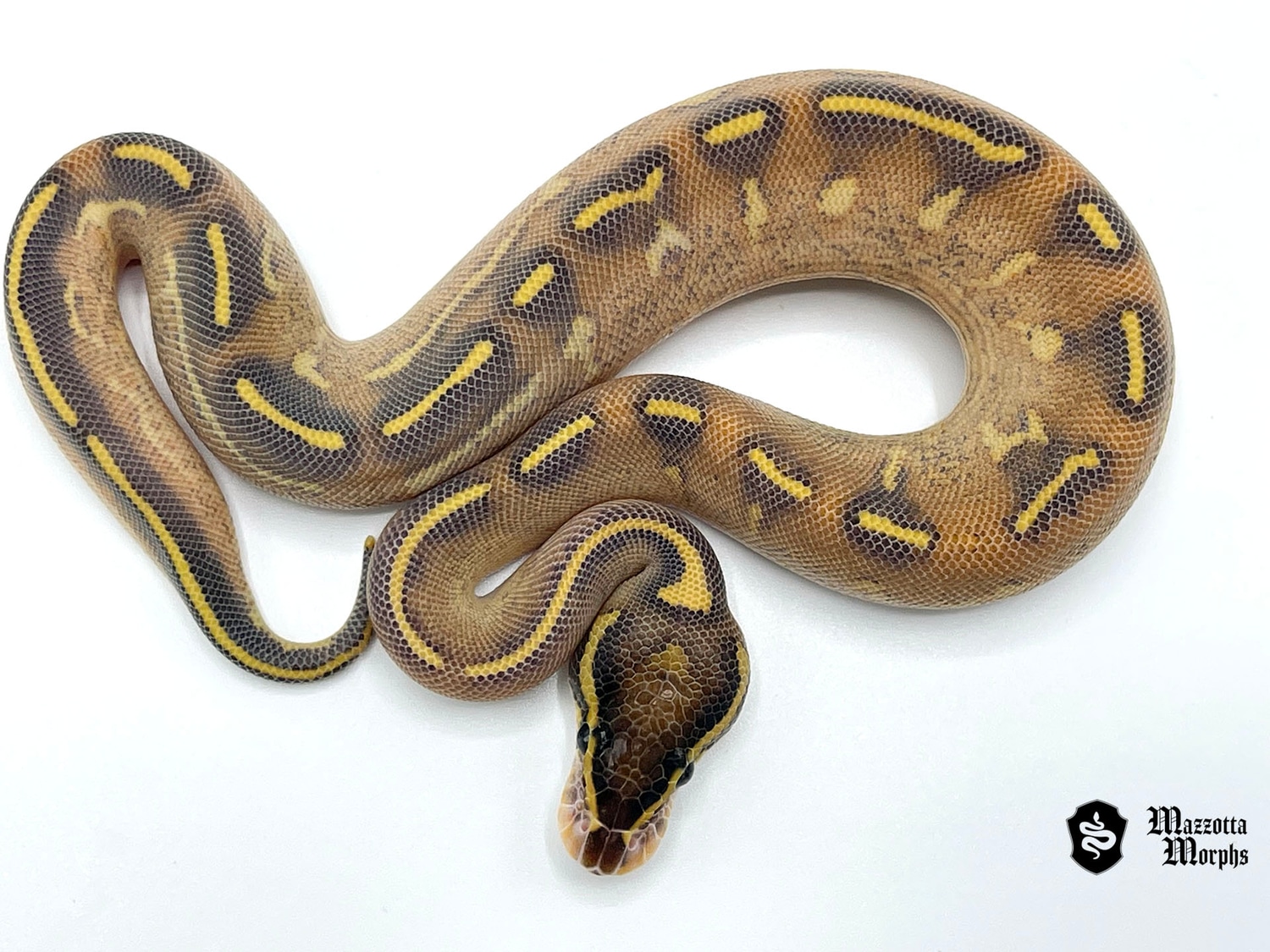 Highway Ball Python by Mazzotta Morphs - MorphMarket