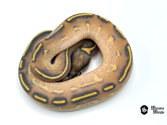 Highway Ball Python by Mazzotta Morphs