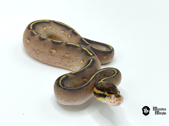 Highway Ball Python by Mazzotta Morphs