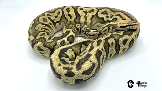 Pastel Leopard Ghost Ball Python by Mazzotta Morphs