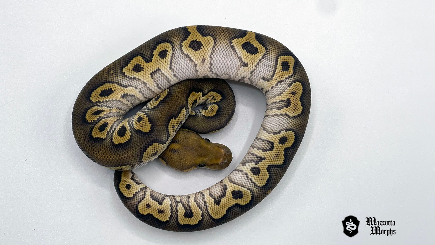 Mojave Red Stripe Clown 50% Het Hypo Ball Python by Mazzotta Morphs ...