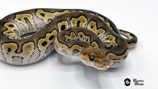 Fire Mojave Red Stripe Clown 50% Het Hypo Ball Python by Mazzotta Morphs