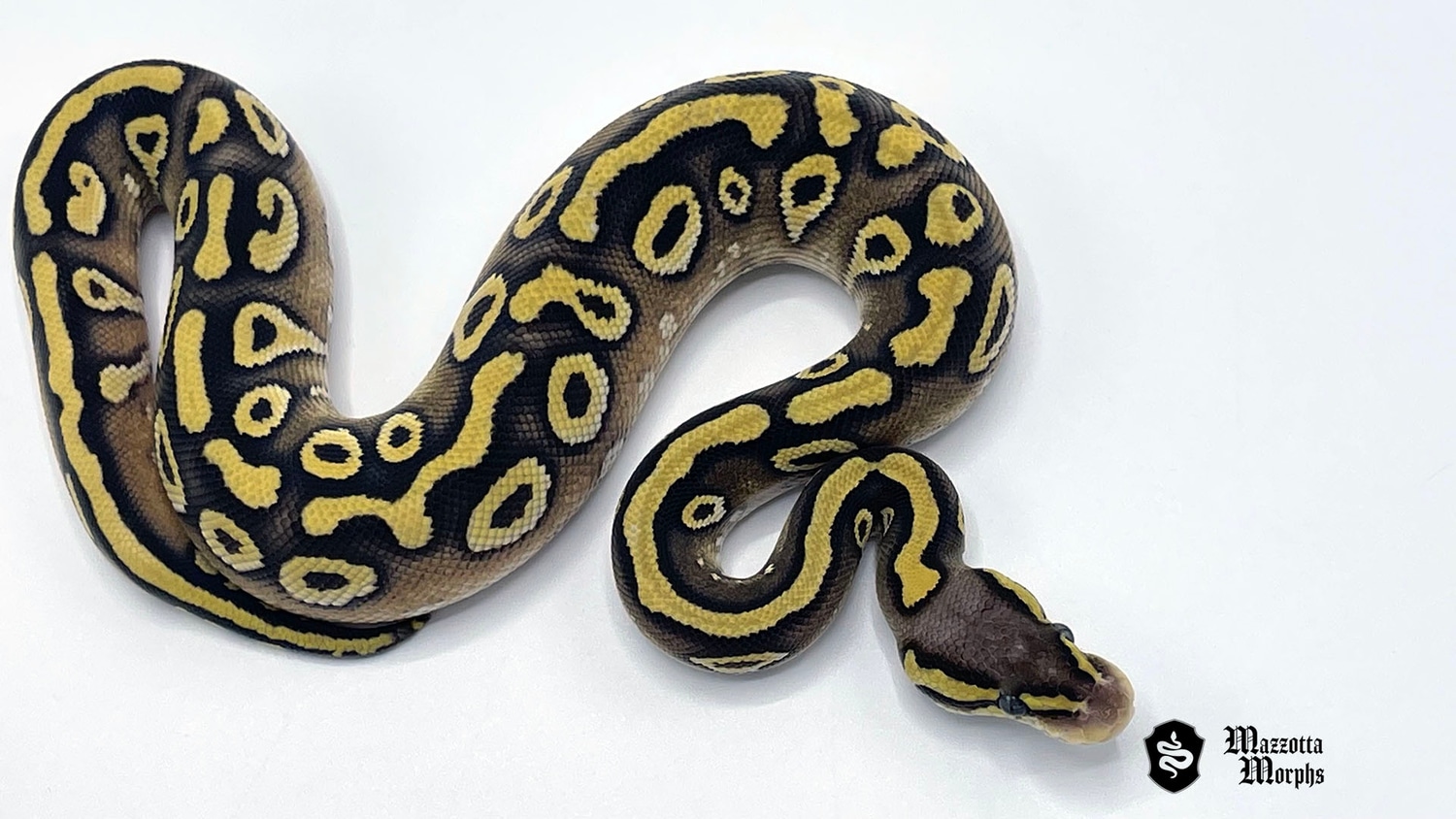 Mojave Pastel Gravel/Yellow Belly Het Clown Het Ghost Ball Python by Mazzotta Morphs - MorphMarket