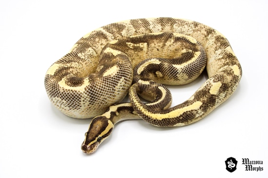 Enchi Super Gravel Ball Python by Mazzotta Morphs