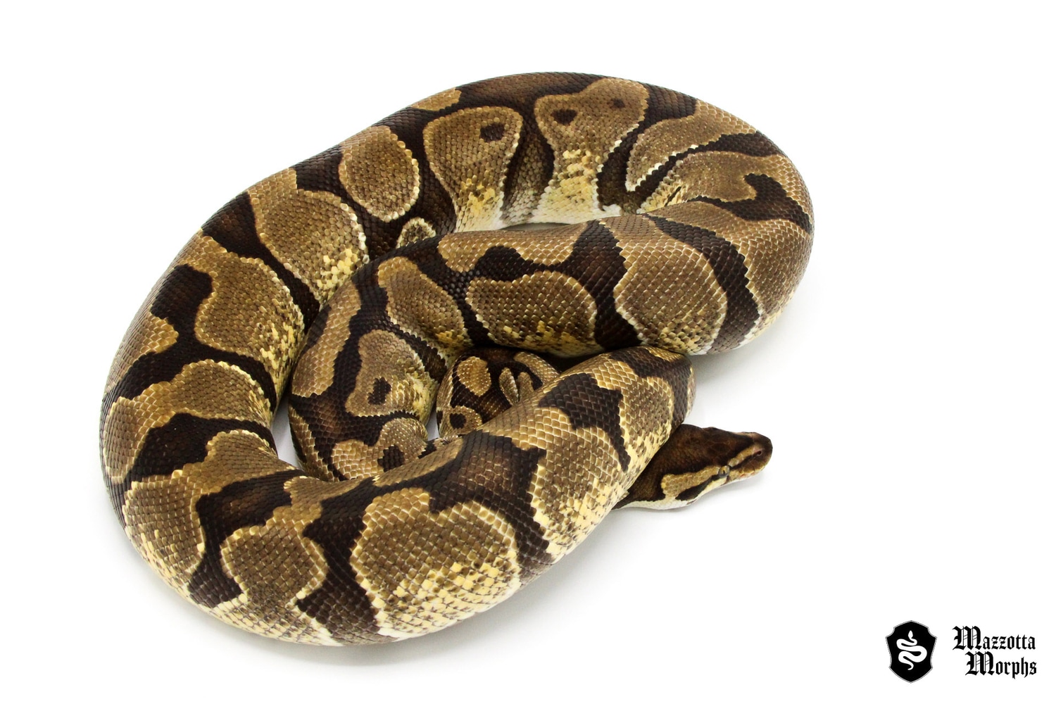 Enchi Ball Python by Mazzotta Morphs - MorphMarket