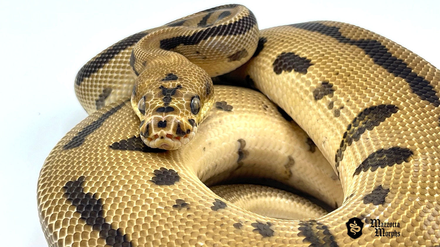Batman (Leopard, Spotnose, Clown) Ball Python by Mazzotta Morphs ...