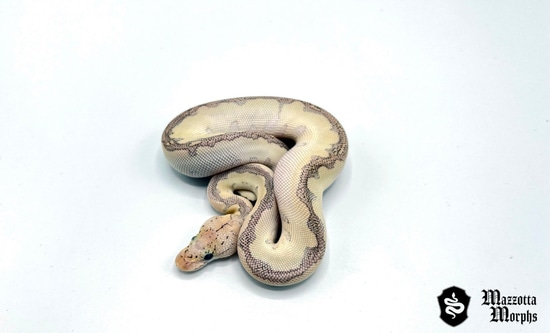 Bamboo Leopard Clown Ball Python by Mazzotta Morphs