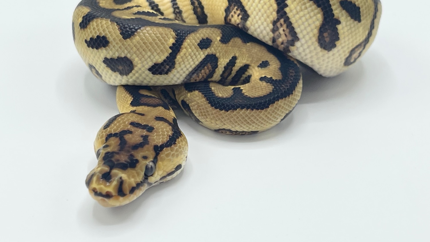 Spotnose Clown Ball Python by Mazzotta Morphs - MorphMarket