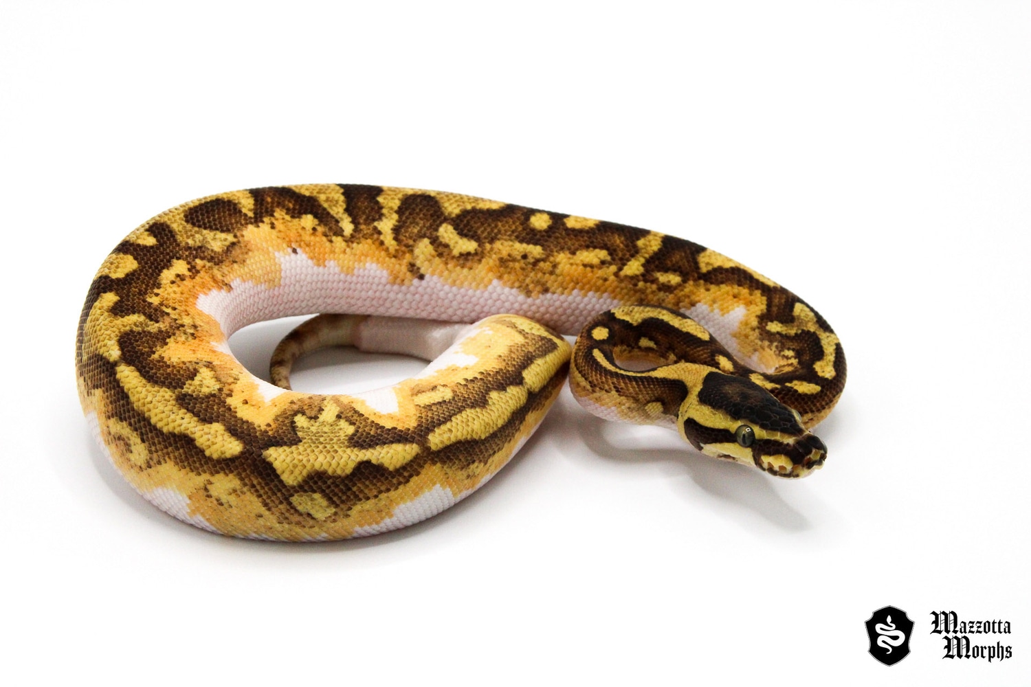 YB Super Enchi Pied Ball Python by Mazzotta Morphs - MorphMarket