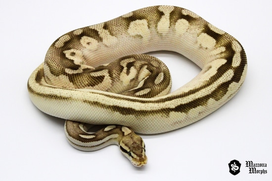 ODYB Calico Mojave FireFly Ball Python by Mazzotta Morphs